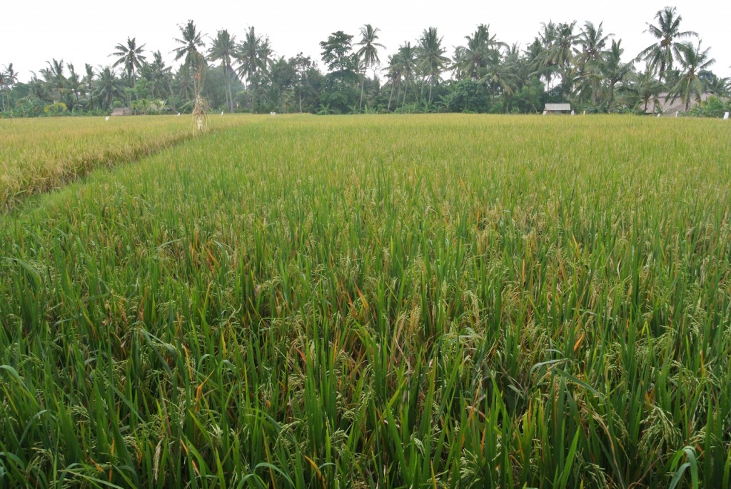 Your Bali Planner | Almost Landing - Bali