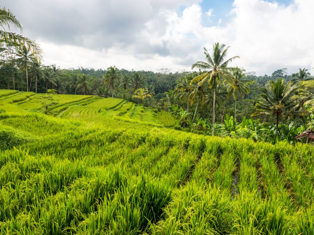 Ubud Travel Guide | Almost Landing - Bali