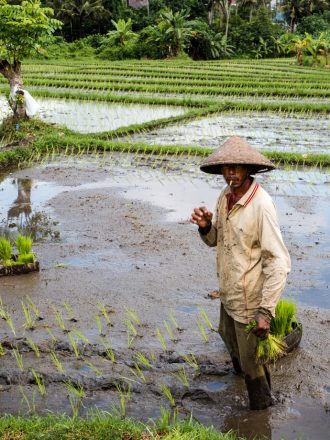 Canggu Rice Fields: A Pocket Of Real Bali | Almost Landing - Bali
