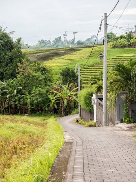 Canggu Rice Fields: A Pocket Of Real Bali | Almost Landing - Bali