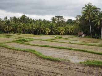 Kajeng Rice Fields Walk Ubud | Best Things To Do In Ubud Bali | Almost ...