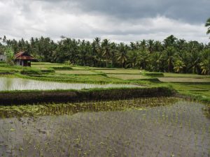 Kajeng Rice Fields Walk Ubud | Best Things To Do In Ubud Bali | Almost ...
